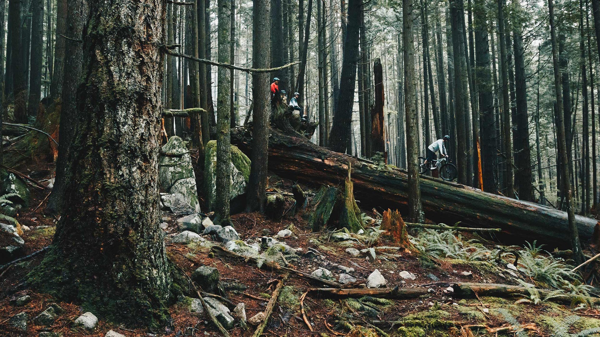 Service - Shock and hardware specs – Knolly Bikes